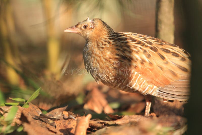 Grey partridge stock photo. Image of galliformes, male - 18498302