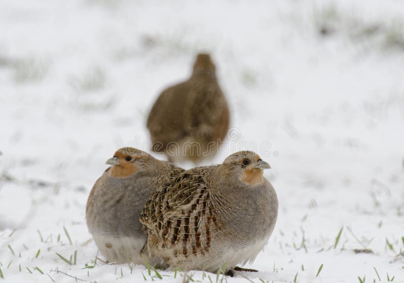 Grey partridge stock photo. Image of rural, fowl, spring - 28701260