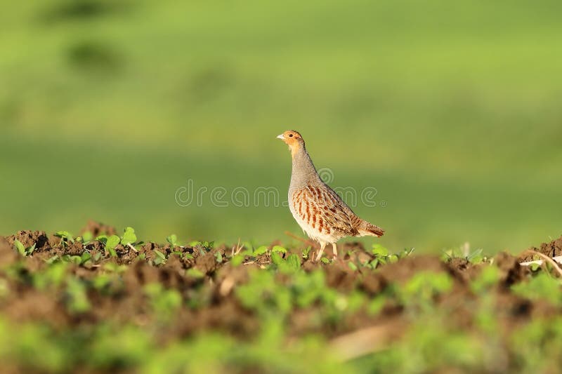 Grey Partridge on Agricultural Field Stock Image - Image of species ...