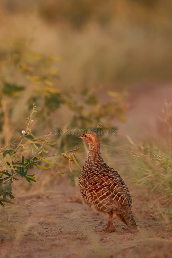 Partridge or Francolin stock photo. Image of bushes - 185511422
