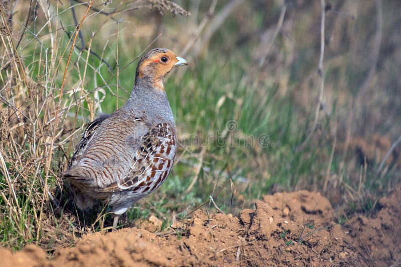 Grey Partridge Partridge in a Beautiful Light Stock Photo - Image of ...
