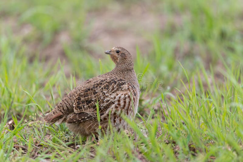 Grey partridge stock photo. Image of galliformes, male - 18498302