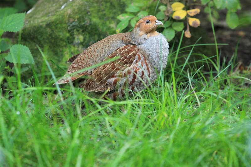 Grey partridge stock photo. Image of galliformes, male - 18498302