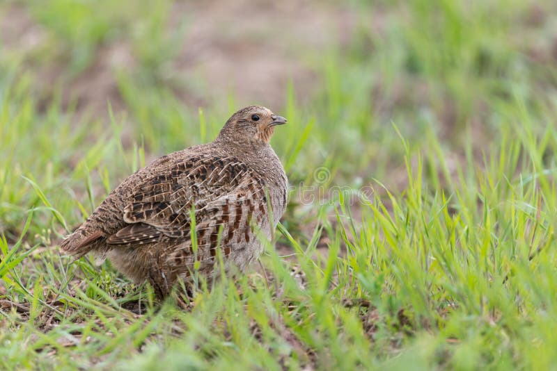 Grey partridge stock photo. Image of galliformes, male - 18498302