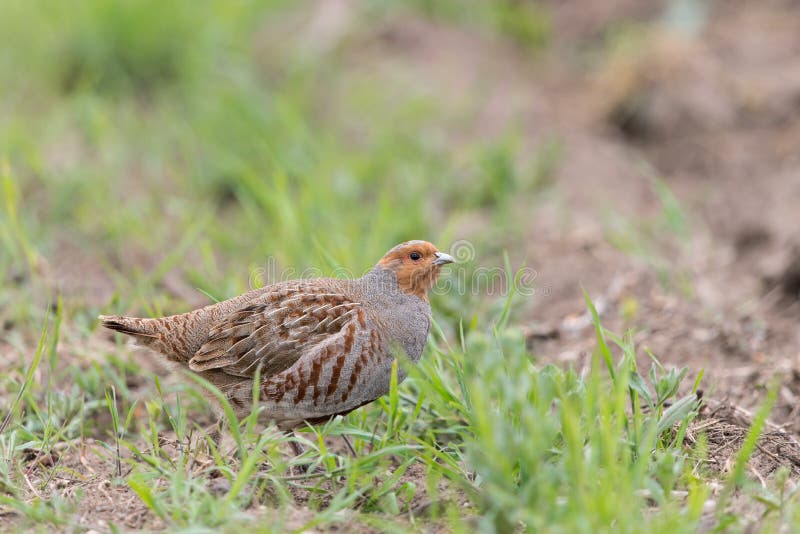 Grey partridge stock photo. Image of galliformes, male - 18498302