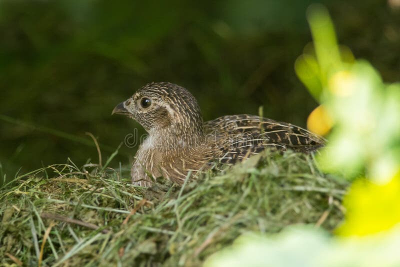 Grey partridge stock image. Image of hungarian, bird - 98895093