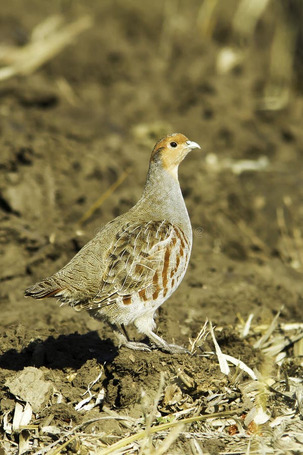 Grey Partridge in Natural Habitat / Perdix Perdix Stock Image - Image ...