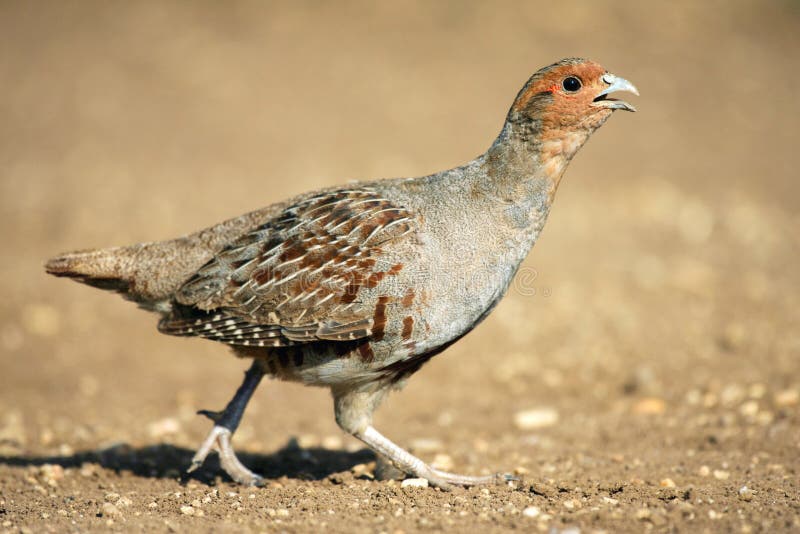 Grey Partridge Partridge in a Beautiful Light Stock Image - Image of ...