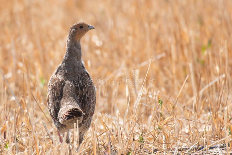 Grey Partridge. Perdix Perdix Partridge in a Beautiful Light Stock ...