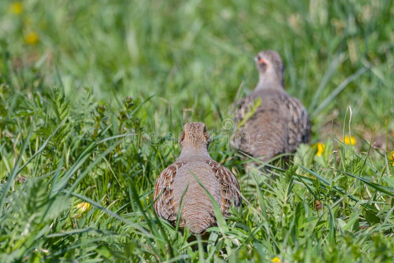 Grey Partridge. Perdix Perdix Partridge in a Beautiful Light Stock ...