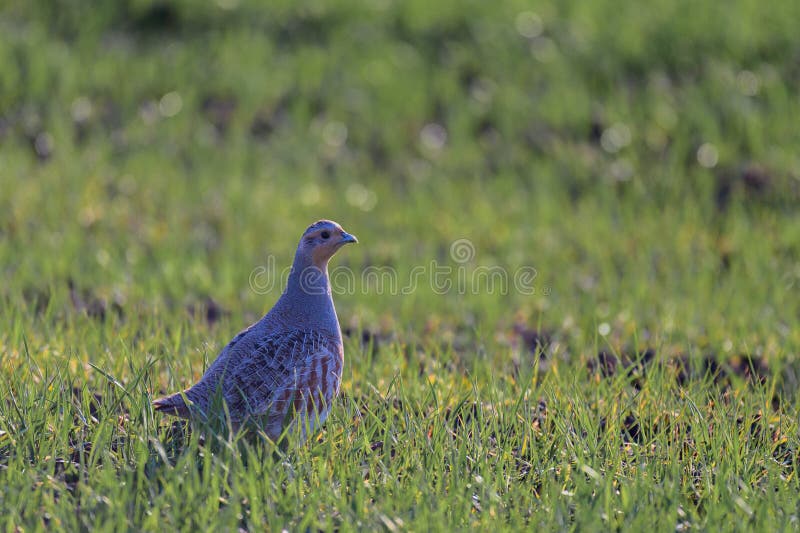 Grey Partridge Perdix Perdix. Bird Walks on a Green Field Stock Photo ...