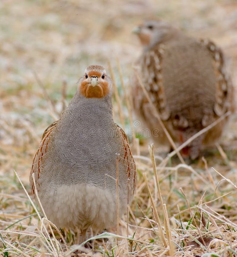 Grey Partridge - Perdix Del Perdix Imagen de archivo - Imagen de gris ...