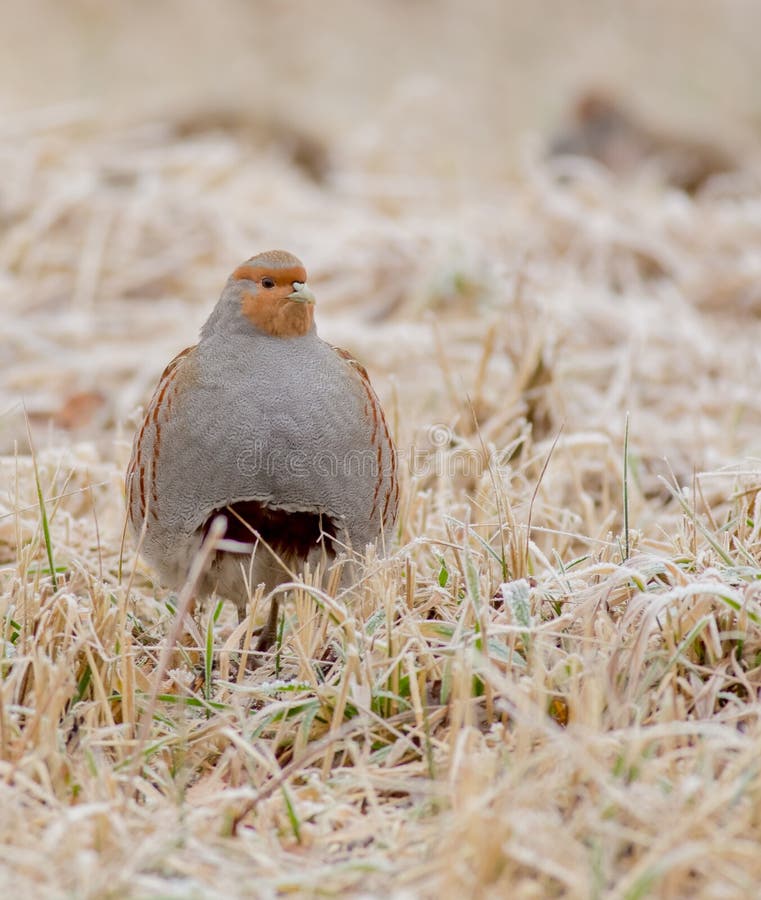 Grey Partridge - Perdix Del Perdix Imagen de archivo - Imagen de fauna ...