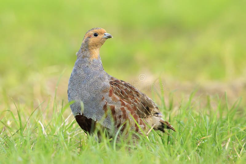 Grey Partridge Perdix Perdix, Foraging Stock Image - Image of grassland, gamebird: 361463149
