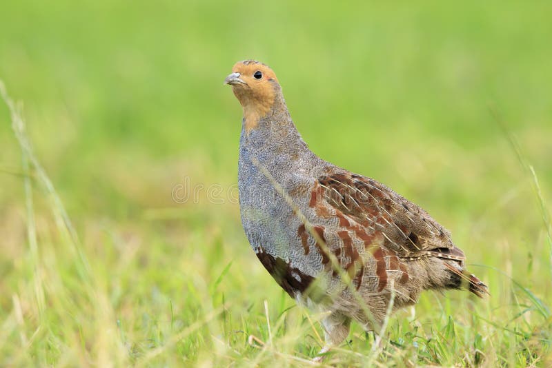 Grey Partridge Perdix Perdix, Foraging Stock Photo - Image of rare ...