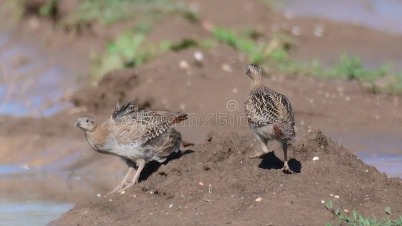 Grey Partridge Perdix Perdix. a Group of Birds in the Wild Stock ...