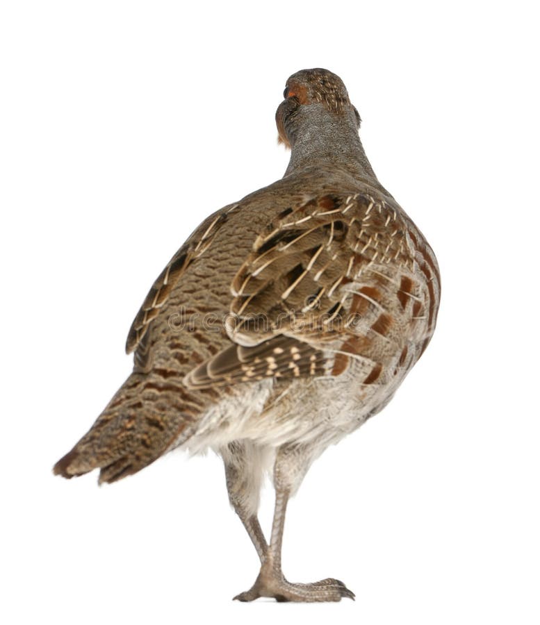 Grey Partridge, Perdix Perdix Stock Photo - Image of studio, english ...