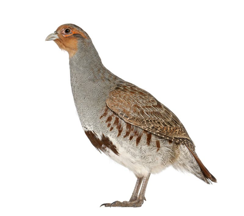 Grey Partridge, Perdix Perdix Stock Photo - Image of bird, standing ...