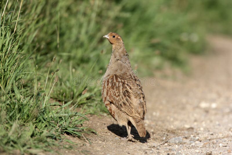 Grey Partridge, Perdix Perdix Stock Image - Image of fields, wildlife ...
