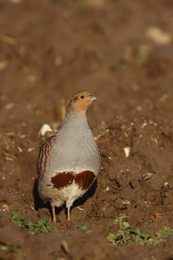 Grey Partridge, Perdix Perdix Stock Image - Image of bird, farm: 33034475