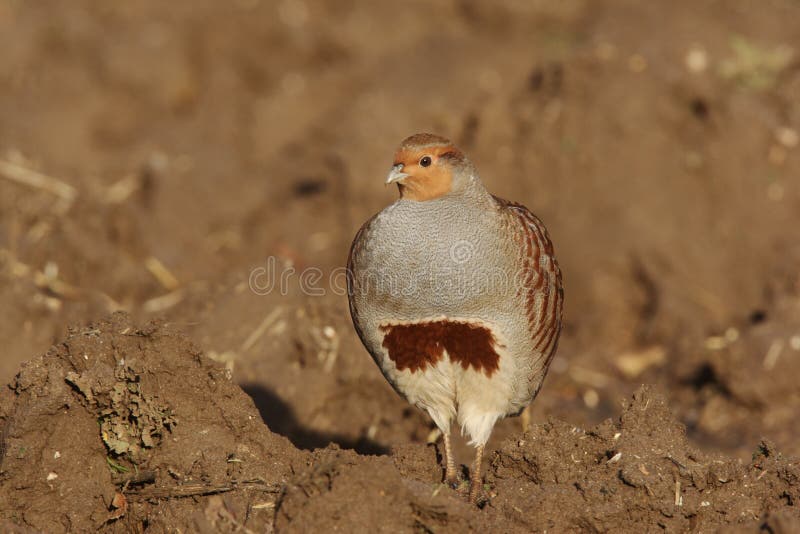 Grey Partridge, Perdix Perdix Stock Image - Image of farm, grey: 33034477