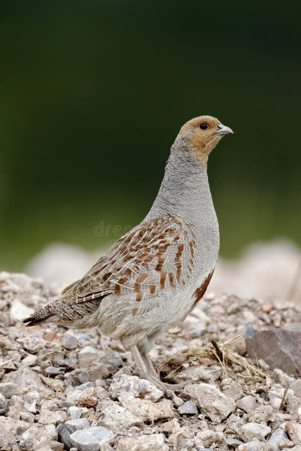 Grey Partridge, Perdix Perdix Stock Photo - Image of british, nature ...