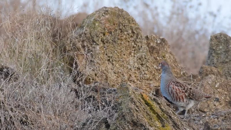 Grey Partridge. Perdix, Perdix in the Wild Stock Video - Video of farm ...