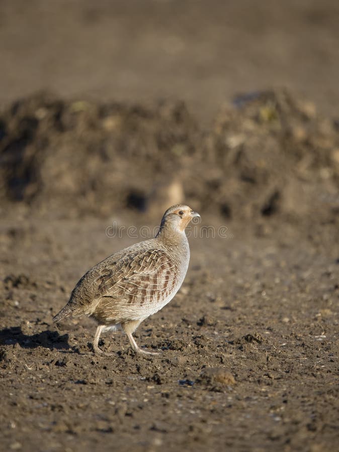 Grey Partridge, Perdix Perdix Stock Image - Image of bird, game: 268974447