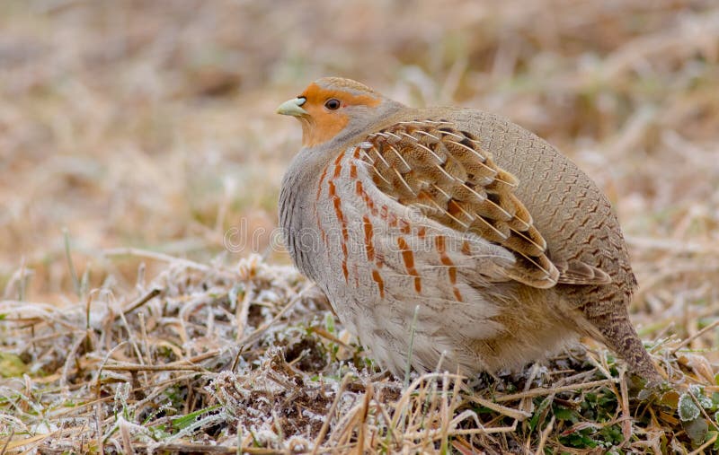 Grey Partridge - Perdix Perdix Stock Photo - Image of winter, wildlife ...