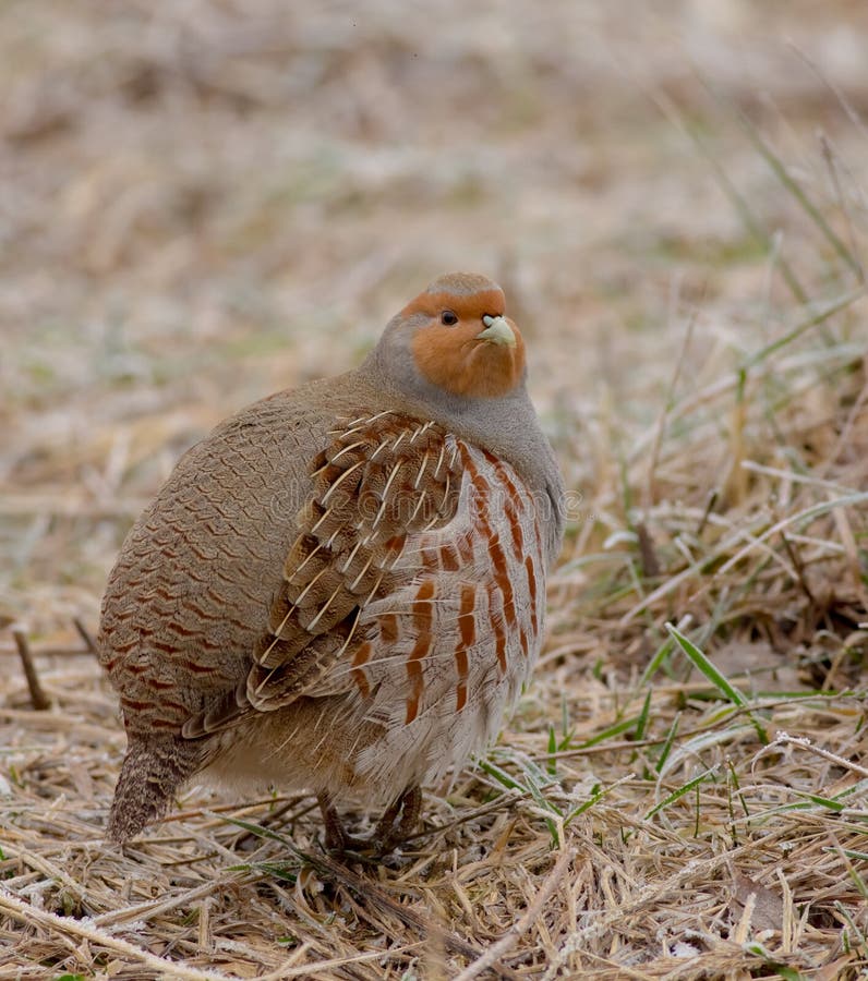 Grey Partridge - Perdix Perdix Stock Photo - Image of fields, wildlife ...