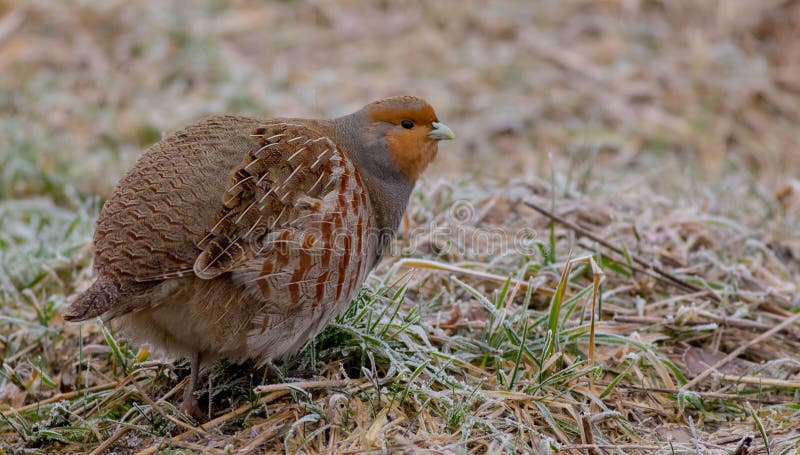 Grey Partridge - Perdix Perdix Stock Image - Image of nature, wildlife ...