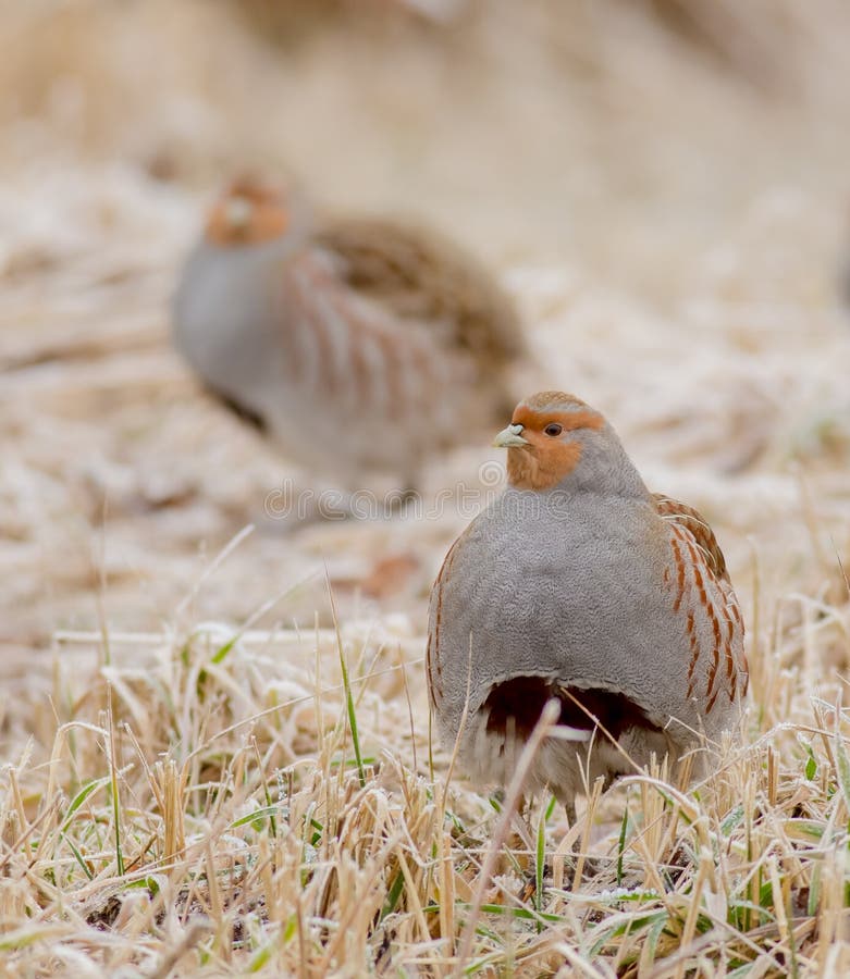 Grey Partridge - Perdixperdix Arkivfoto - Bild av djurliv, angus: 109610576