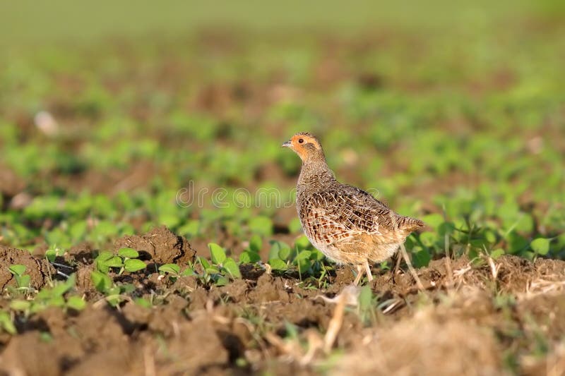 408 Common Partridge Stock Photos - Free & Royalty-Free Stock Photos ...