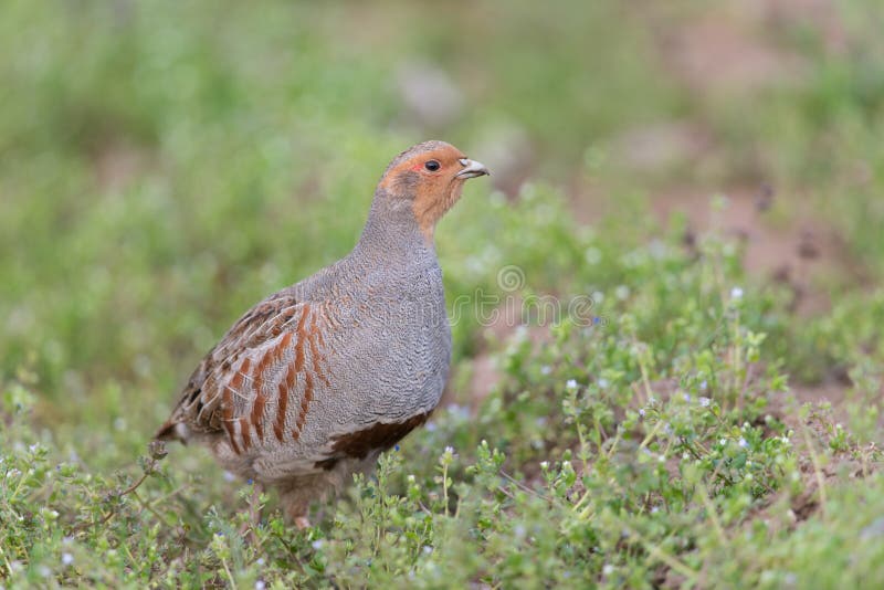 Grey partridge stock photo. Image of galliformes, male - 18498302