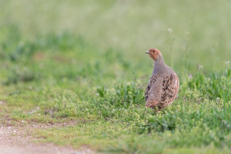 Grey partridge stock photo. Image of gray, bird, partridge - 30892364