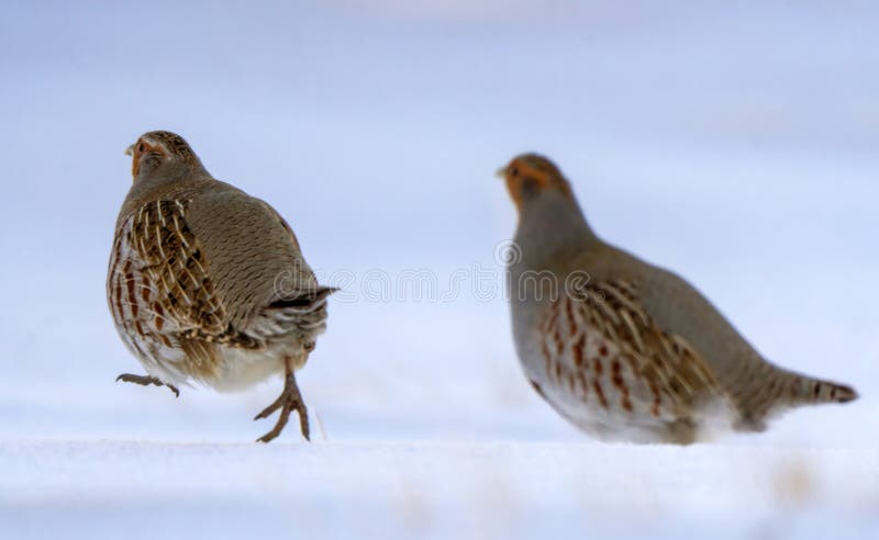 Grey Partridges Running on Snow in Winter Stock Photo - Image of bird ...