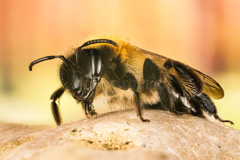 Grey-patched Mining Bee, Mining Bee, Andrena Nitida Stock Image - Image ...