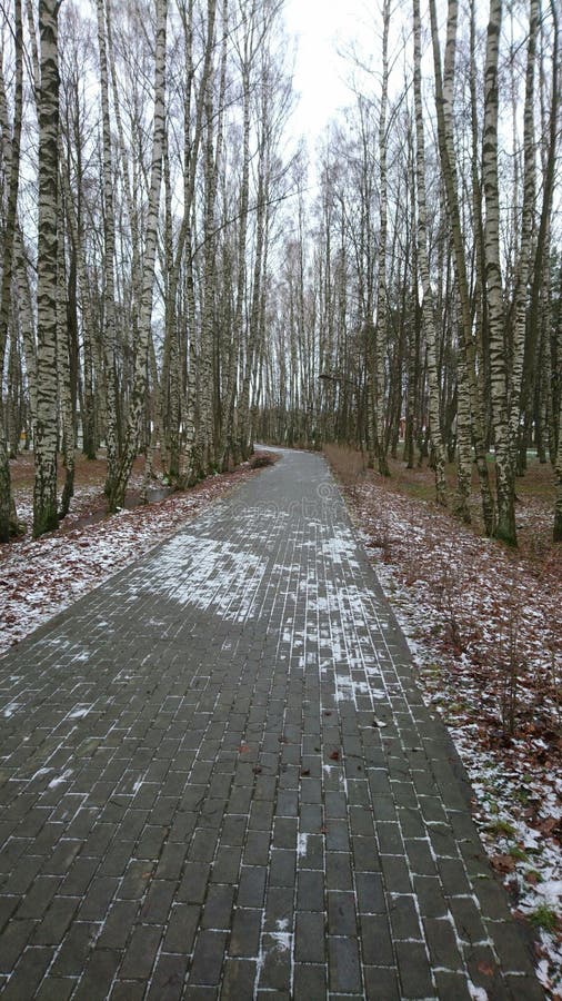 The Grey Path in the Middle Park with Birches Stock Image - Image of ...