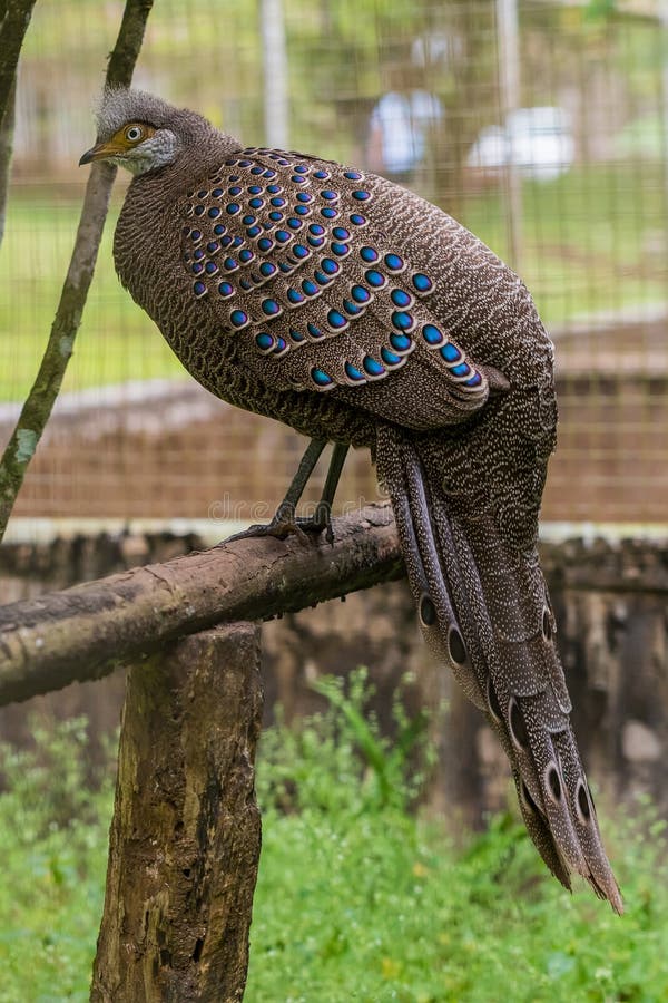 Peacock Perching on a tree stock photo. Image of copy - 46337478