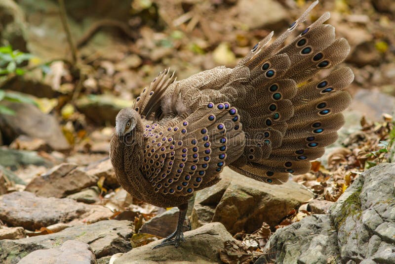 Grey Peacock-Pheasant(Polyplectron Bicalcaratum) in Nature Stock Image ...