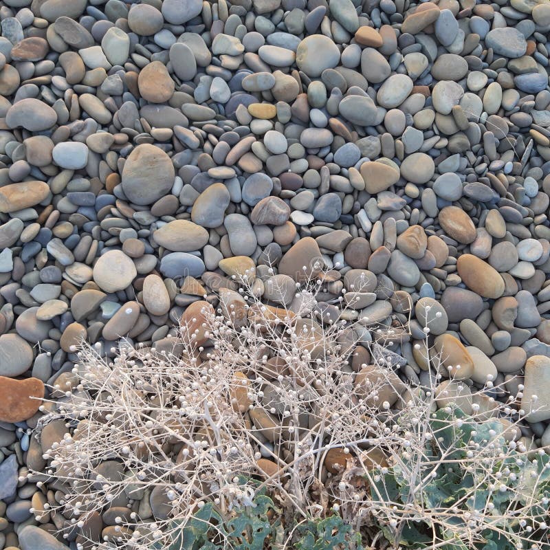 Grey Pebbles Background with Dry Plants Stock Photo - Image of plants ...
