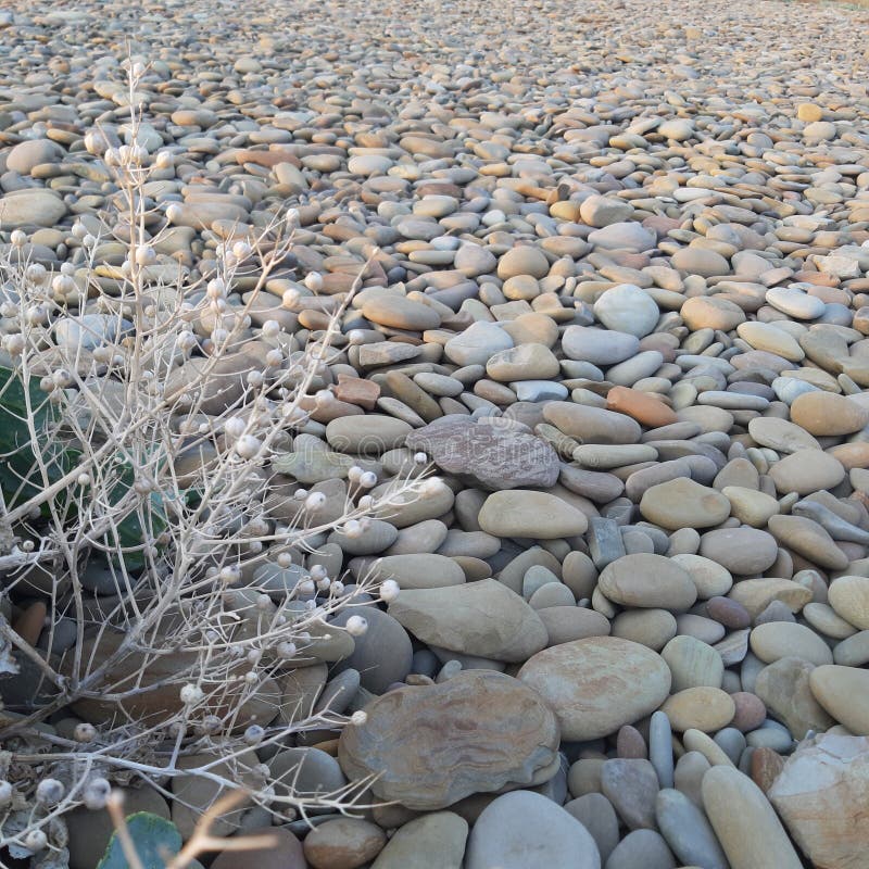 Grey Pebbles Beach with Dry Plants and Perspective Stock Image - Image ...
