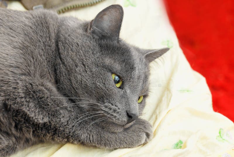 Grey Pensive Cat Lying on Bed Stock Photo - Image of animals, domestic ...