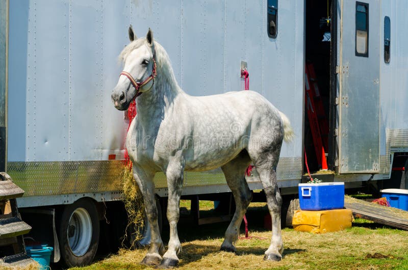 Gray Draft Horse Top 5 Largest Horse Breeds | ProHorse
