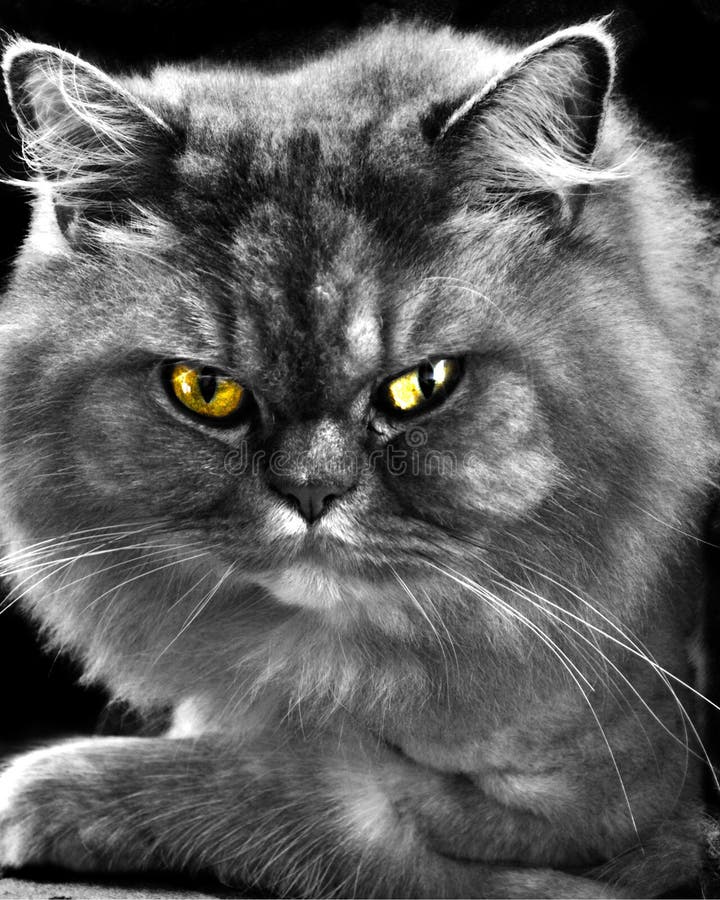Grey Persian foto de archivo. Imagen de gris, cierre - 71045412