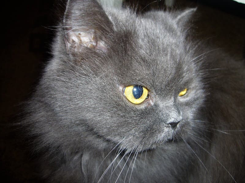 Grey Persian cat full face stock image. Image of wildcat - 224302071