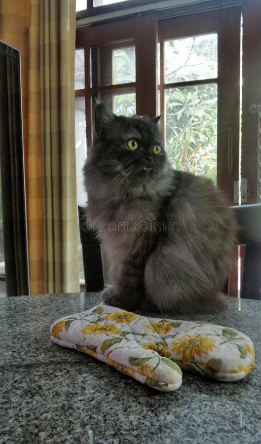 Grey Persian Cat and Sun Flower Oven Glove on Dining Table Stock Photo ...