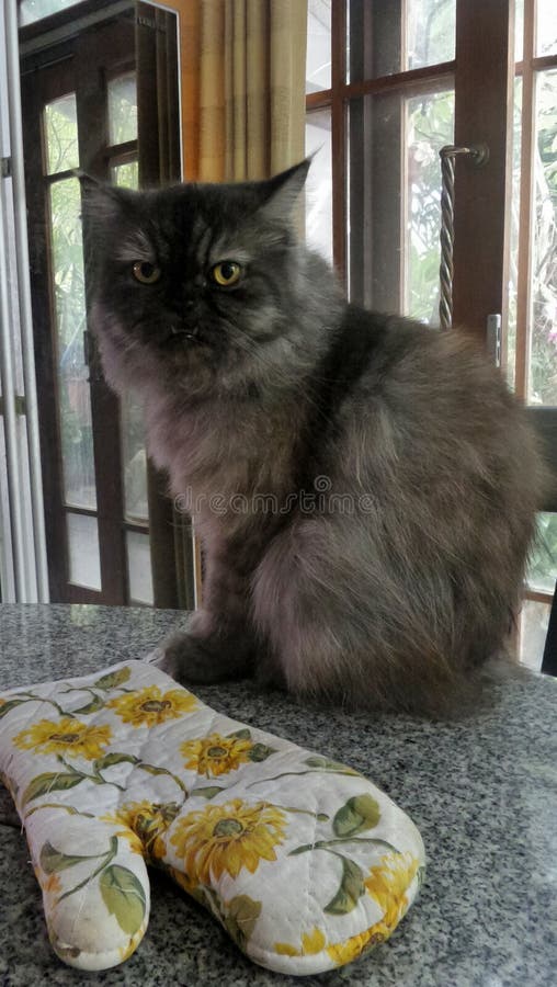 Grey Persian Cat and Sun Flower Oven Glove on Dining Table Stock Image ...