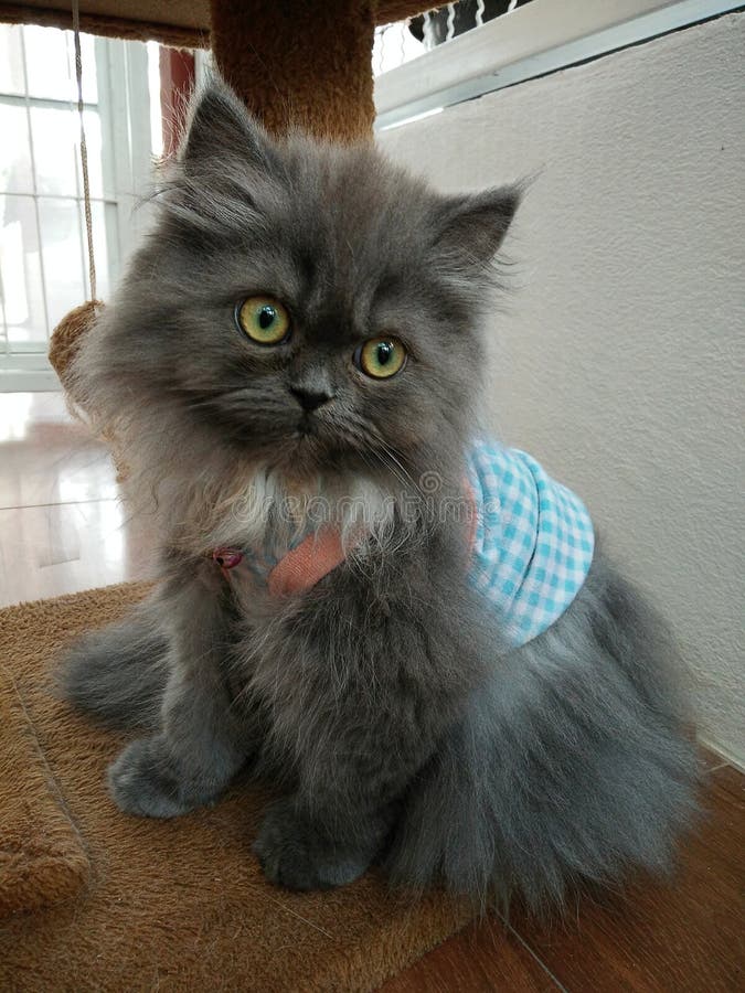 Grey Persian Kitten in Blue Plaid Suit Stock Image - Image of persian ...