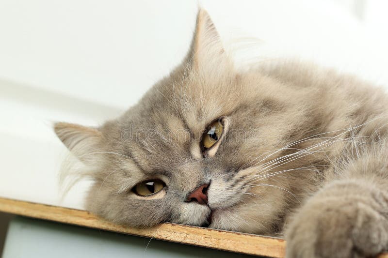 Grey Persian Long Hair Cat Lay on the Table Stock Image - Image of ...